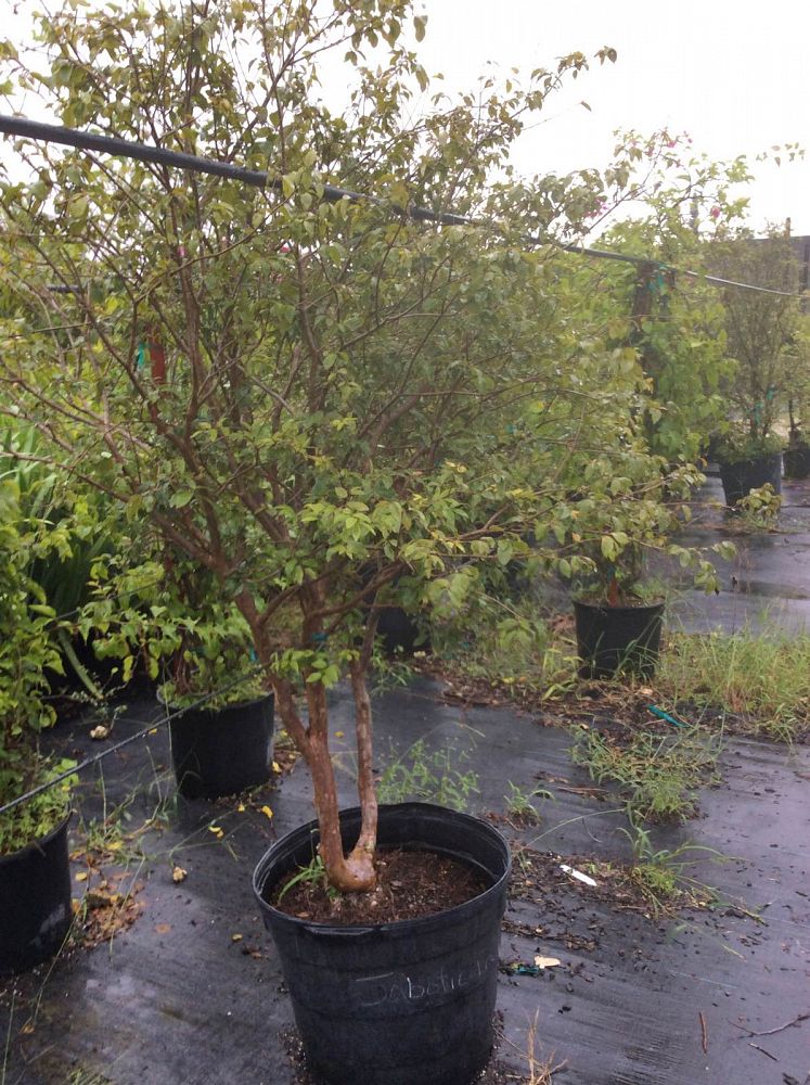 Plinia cauliflora, Jaboticaba, Myrciaria cauliflora | PlantVine