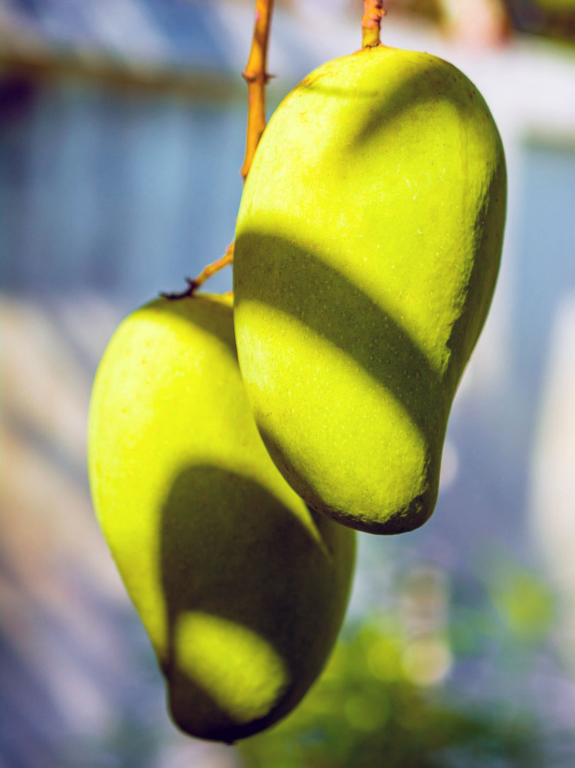 Nam Doc Mai Mango Tree | PlantVine