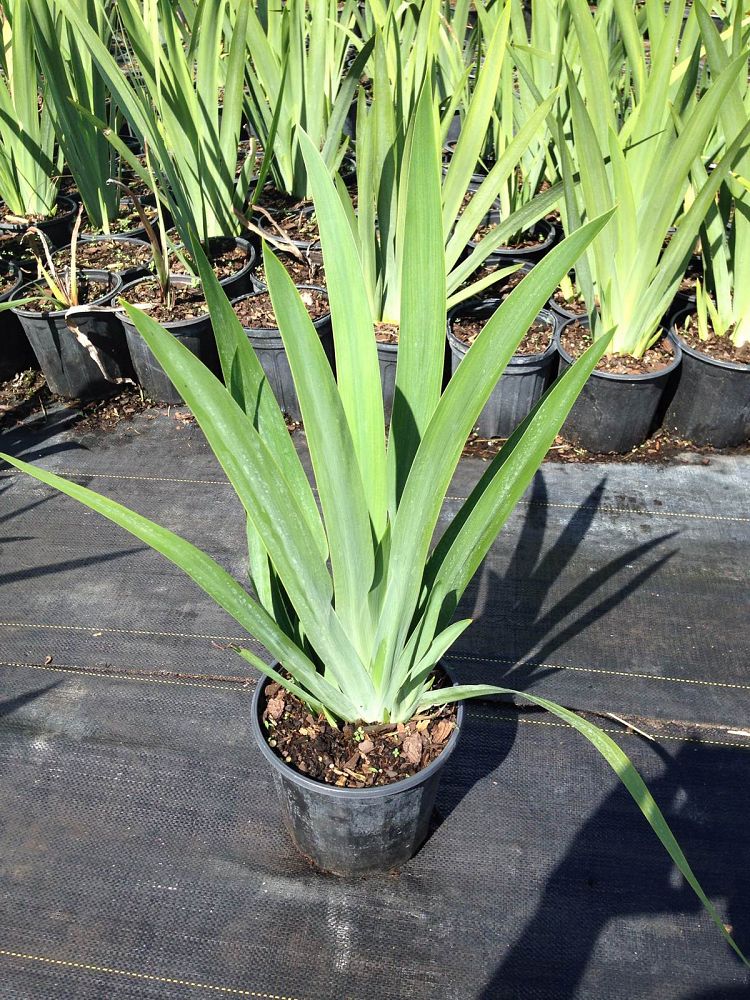 Neomarica caerulea 'Regina', Regina Iris, Giant Apostle's Iris | PlantVine