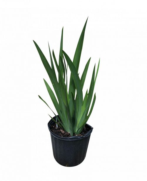 Neomarica caerulea 'Regina', Regina Iris, Giant Apostle's Iris | PlantVine