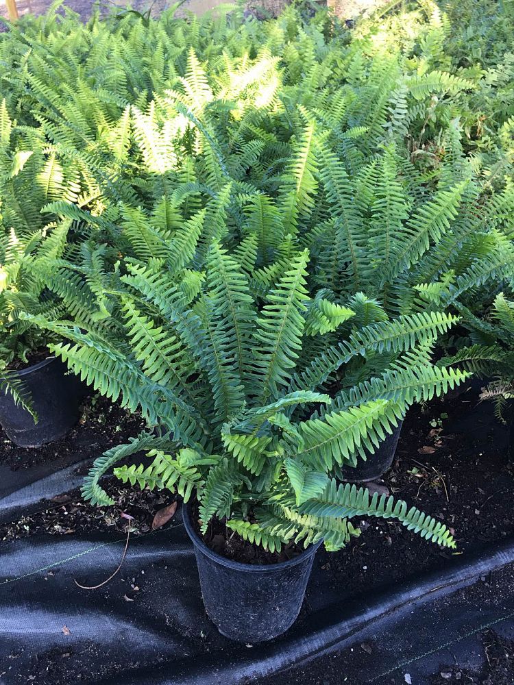 Nephrolepis exaltata, Boston Fern | PlantVine