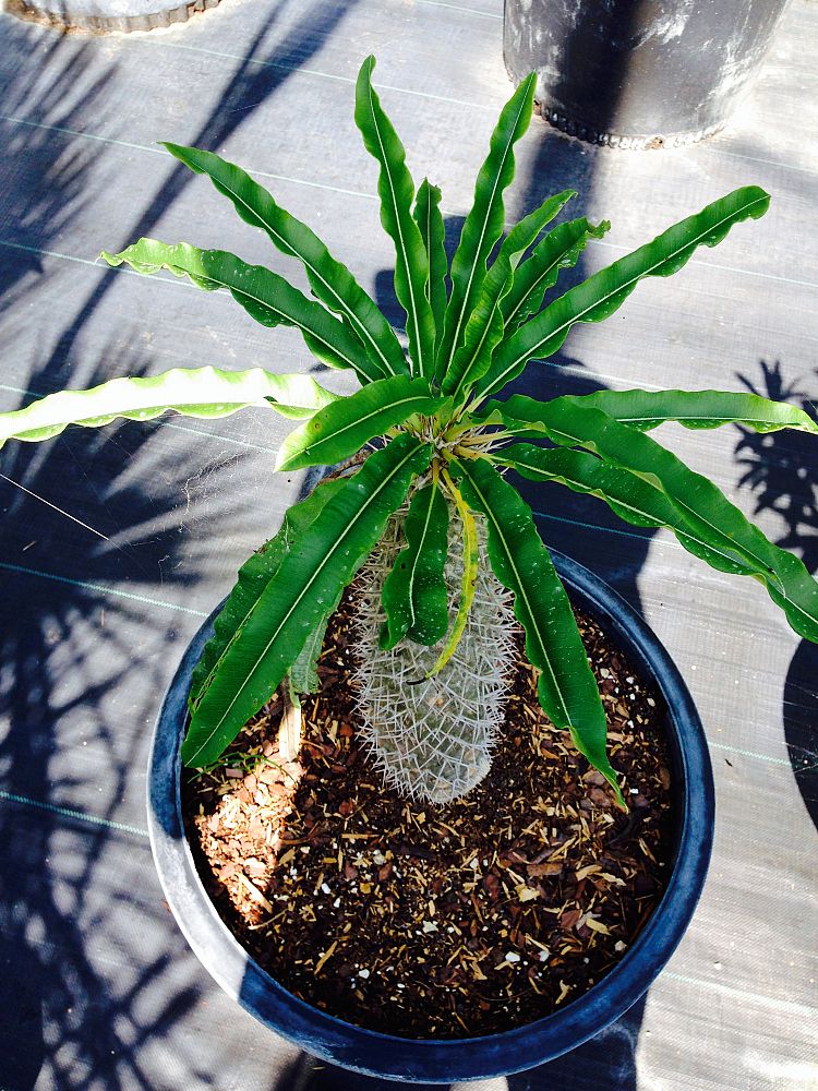 Pachypodium lamerei, Madagascar Palm | PlantVine