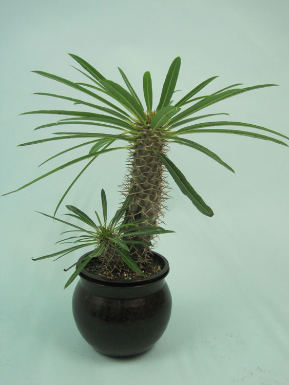 Pachypodium lamerei, Madagascar Palm | PlantVine