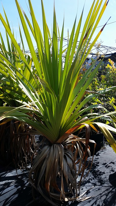 Pandanus utilis, Screw Pine | PlantVine