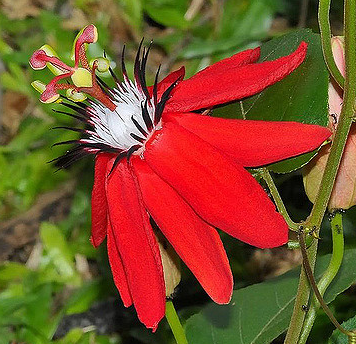 Passiflora coccinea, Red Passionflower | PlantVine