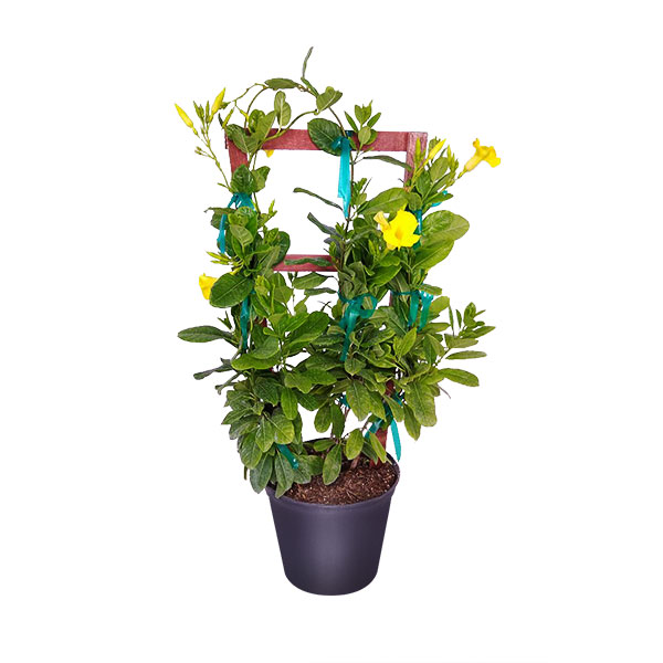 Buy Pentalinon luteum, Wild Allamanda, Yellow Mandevilla, Yellow ...