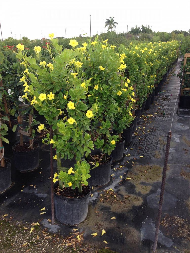 Pentalinon luteum, Wild Allamanda, Yellow Mandevilla, Yellow Dipladenia ...