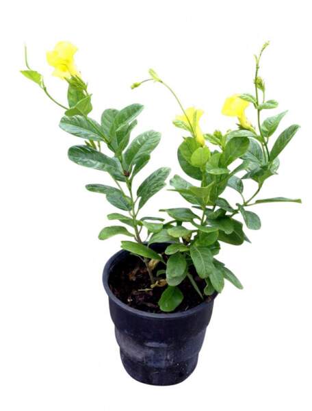 Wild Allamanda | PlantVine