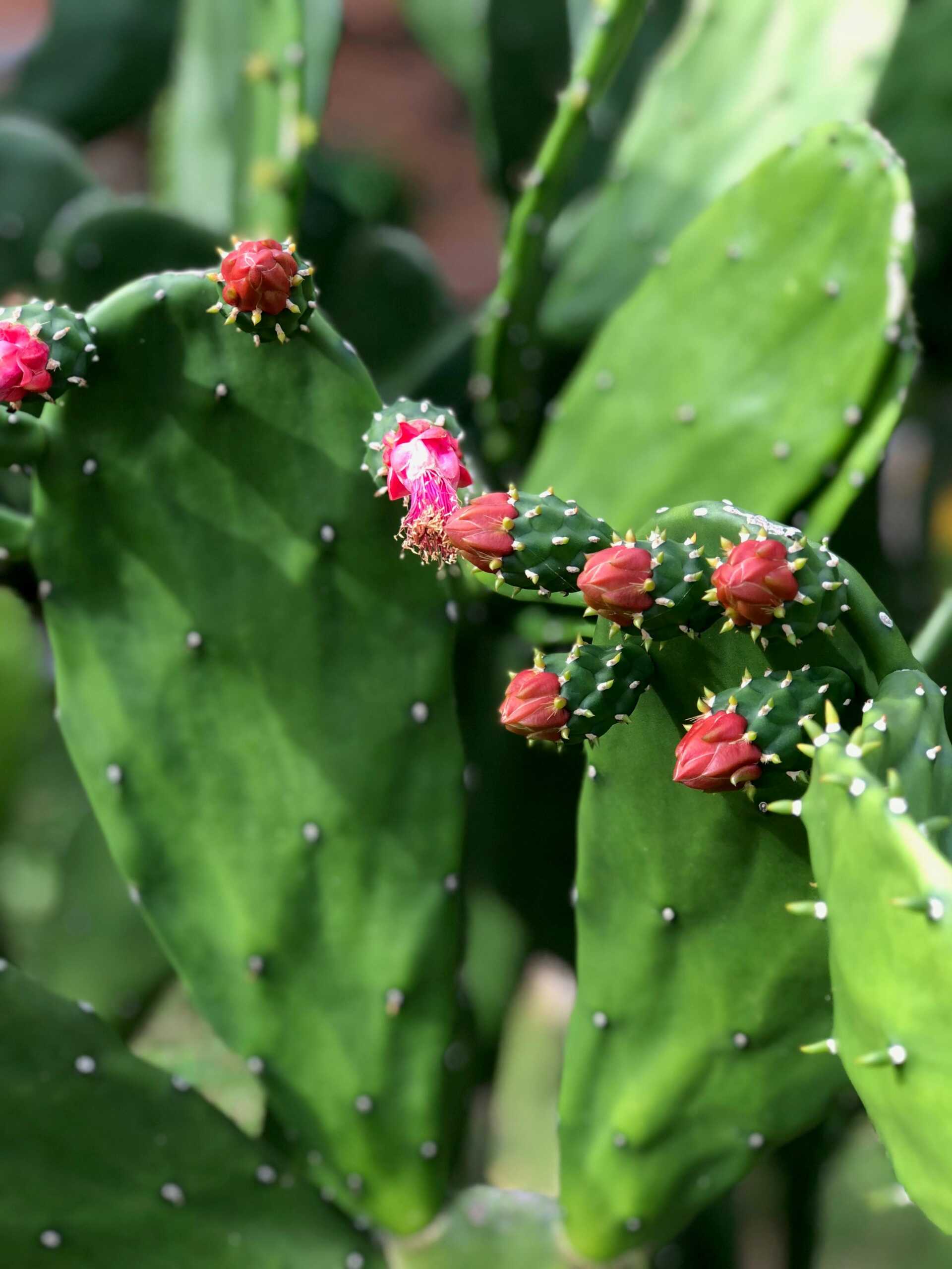 Prickly Pear Cactus (Opuntia) Care Guide | PlantVine