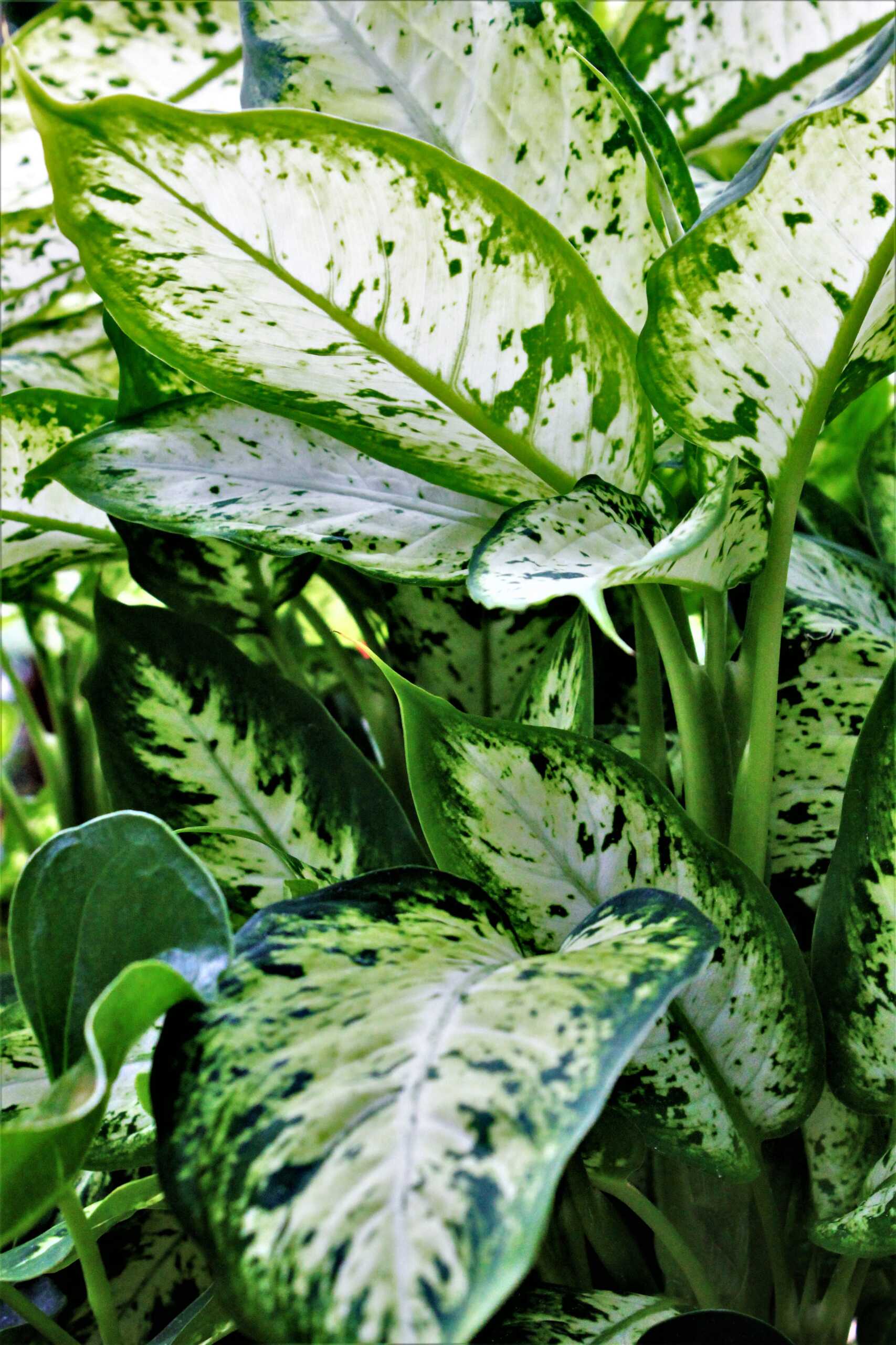 Dieffenbachia (Dumb Cane) Care Guide | PlantVine