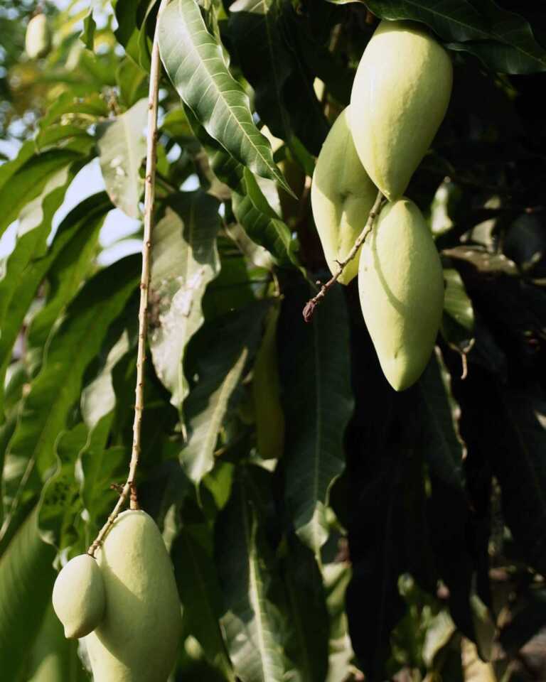 Homepage | PlantVine