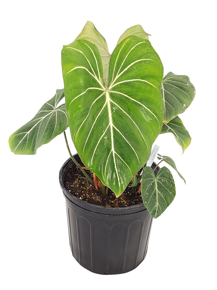 Philodendron gloriosum, Philodendron gloriosum | PlantVine