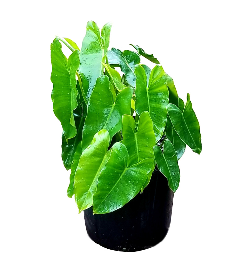 Buy Philodendron 'Burle Marx' | Free Shipping over $100