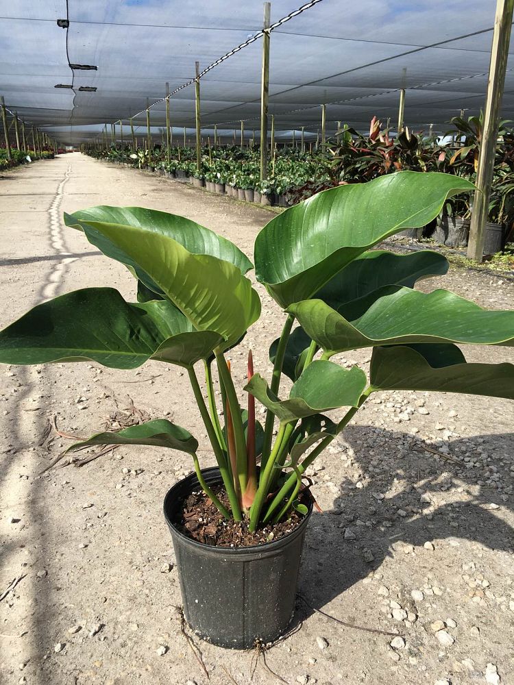 Philodendron 'Congo', Green Congo Philodendron | PlantVine