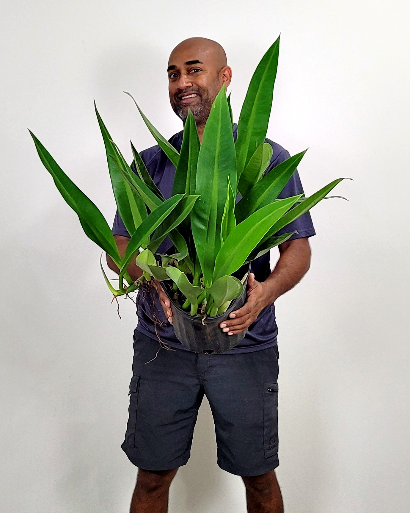 Philodendron crassinervium | PlantVine