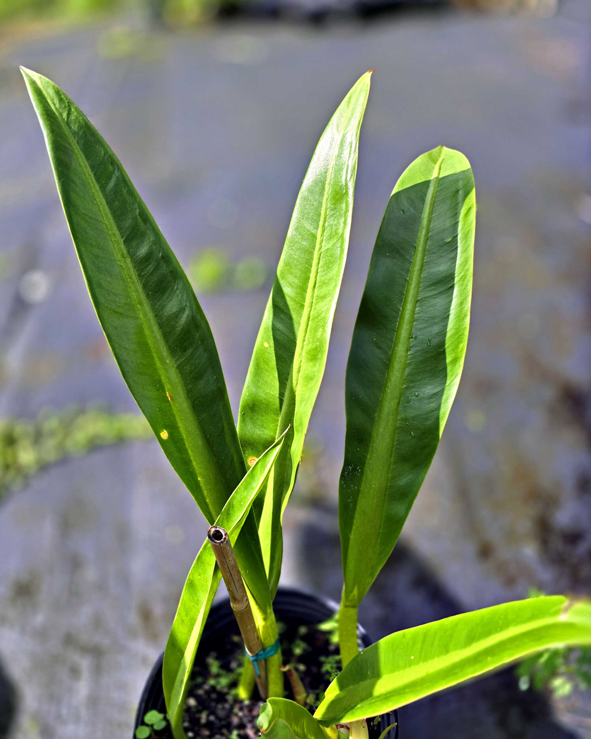 Darryl’s Discoveries | PlantVine