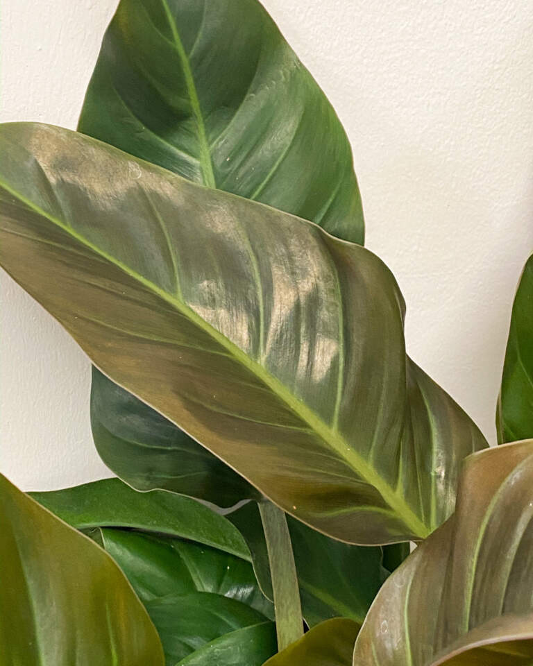 Philodendron ‘Imperial Red’ | PlantVine