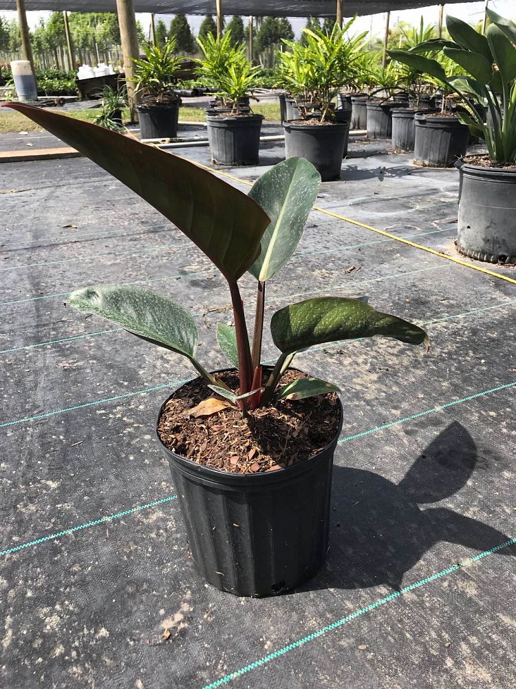 Philodendron 'Rojo Congo', Red Congo Philodendron | PlantVine