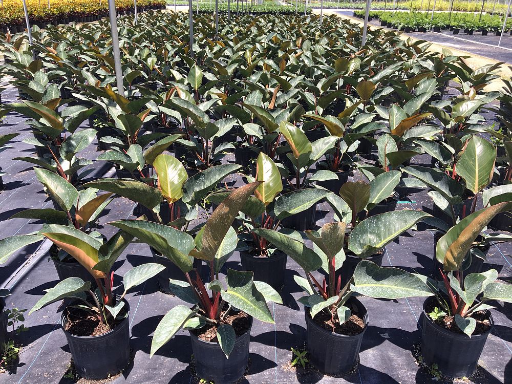 Philodendron 'Rojo Congo', Red Congo Philodendron | PlantVine
