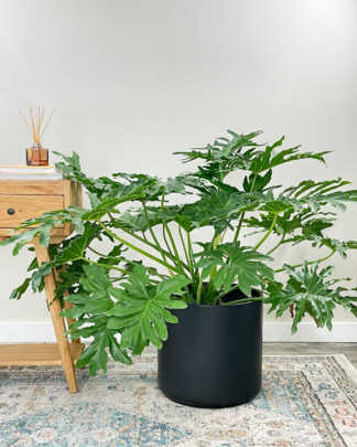 Extra Large Houseplants | PlantVine