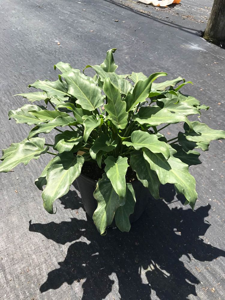 Philodendron 'Xanadu' | PlantVine