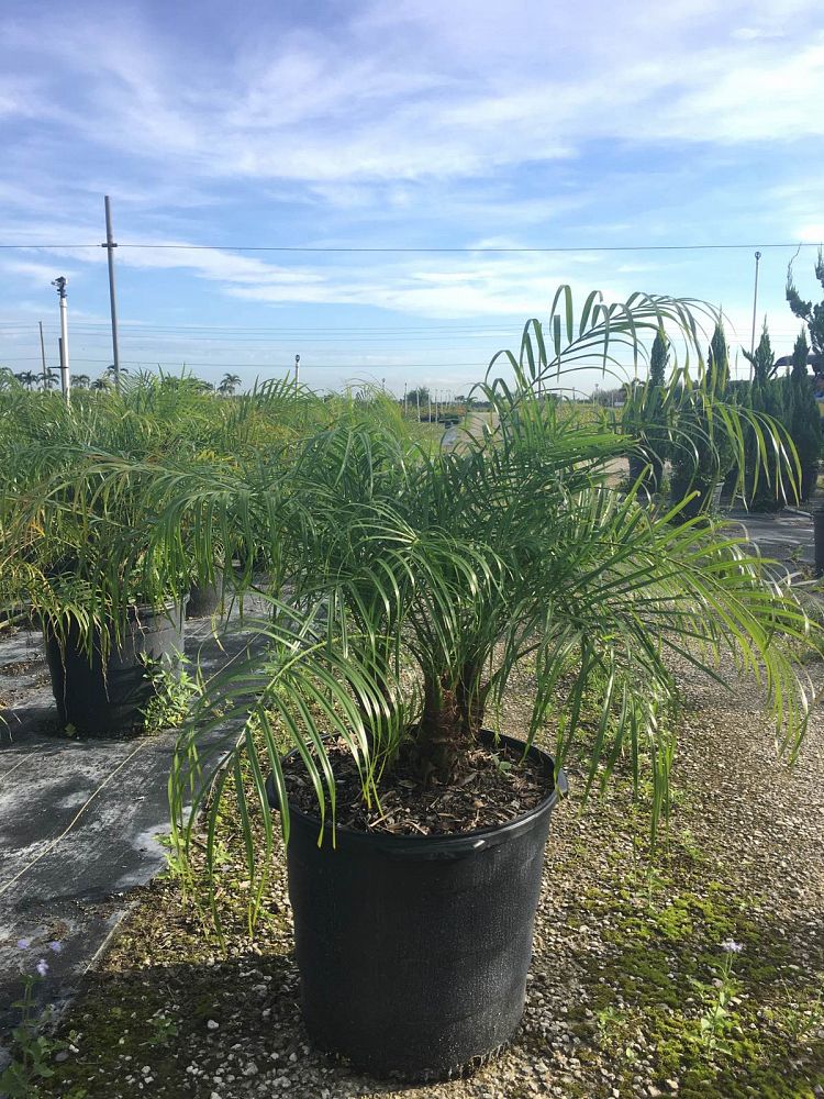 Phoenix roebelenii, Pygmy Date Palm, Roebelenii palm | PlantVine