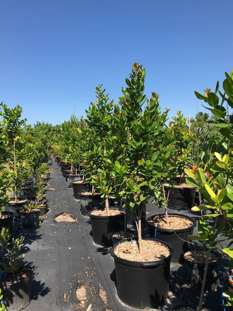 Pimenta racemosa, Bay Rum | PlantVine