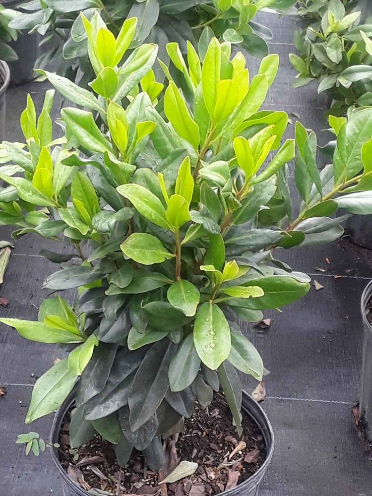 Pimenta racemosa, Bay Rum | PlantVine