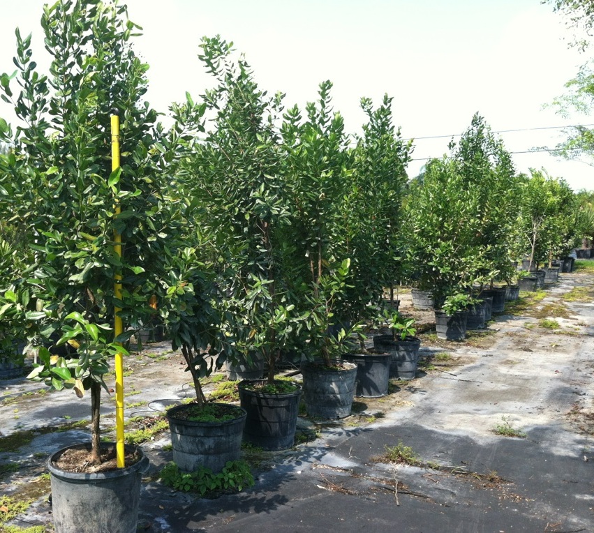 Pimenta racemosa, Bay Rum | PlantVine