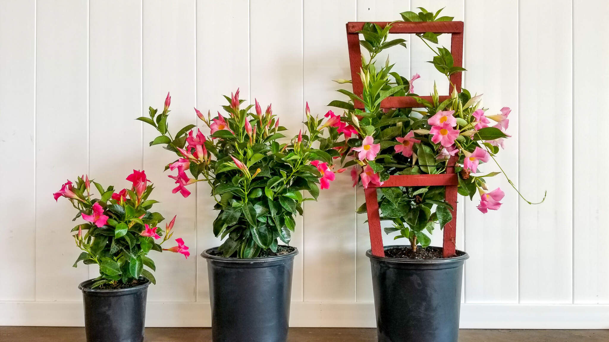 Pink Dipladenia | PlantVine