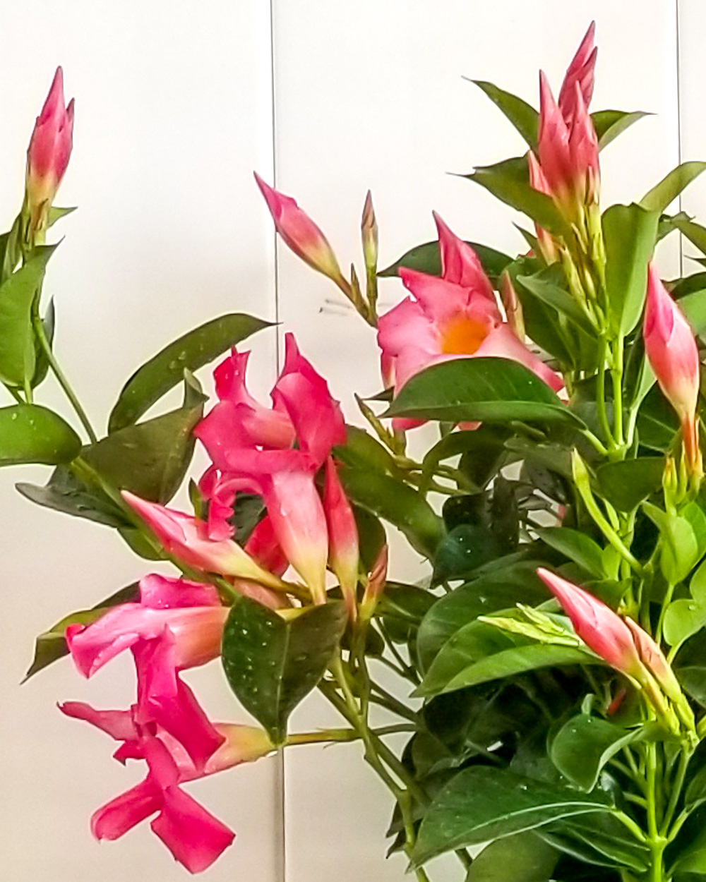 Buy Mandevilla – Pink, Dipladenia | Free Shipping over $100