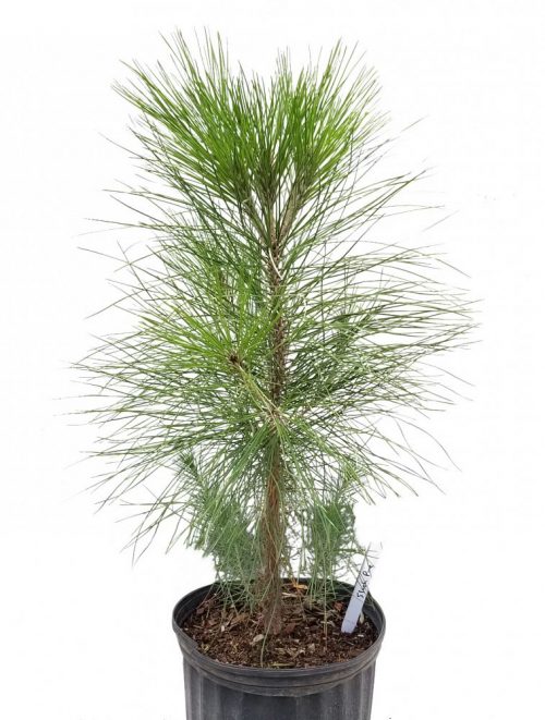 Pinus elliottii, Slash Pine | PlantVine