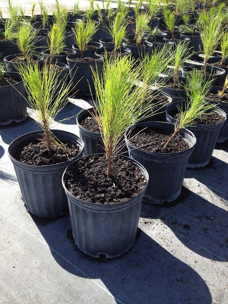 Pinus elliottii densa, Densa Pine, South Florida Slash Pine | PlantVine