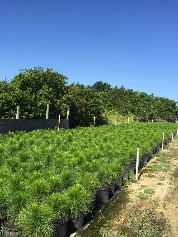 Pinus elliottii densa, Densa Pine, South Florida Slash Pine | PlantVine