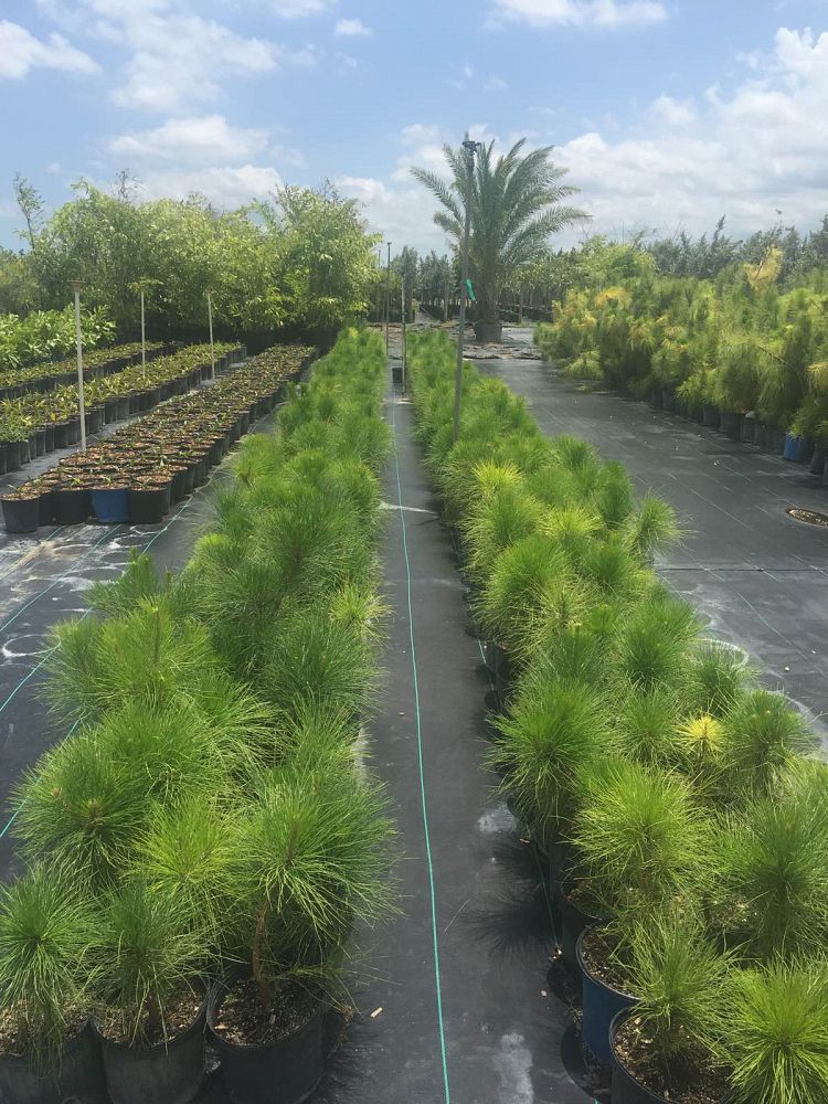 Pinus elliottii densa, Densa Pine, South Florida Slash Pine | PlantVine