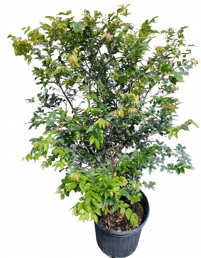 Plinia cauliflora, Jaboticaba, Myrciaria cauliflora | PlantVine