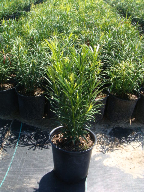 Podocarpus macrophyllus, Japanese Yew | PlantVine