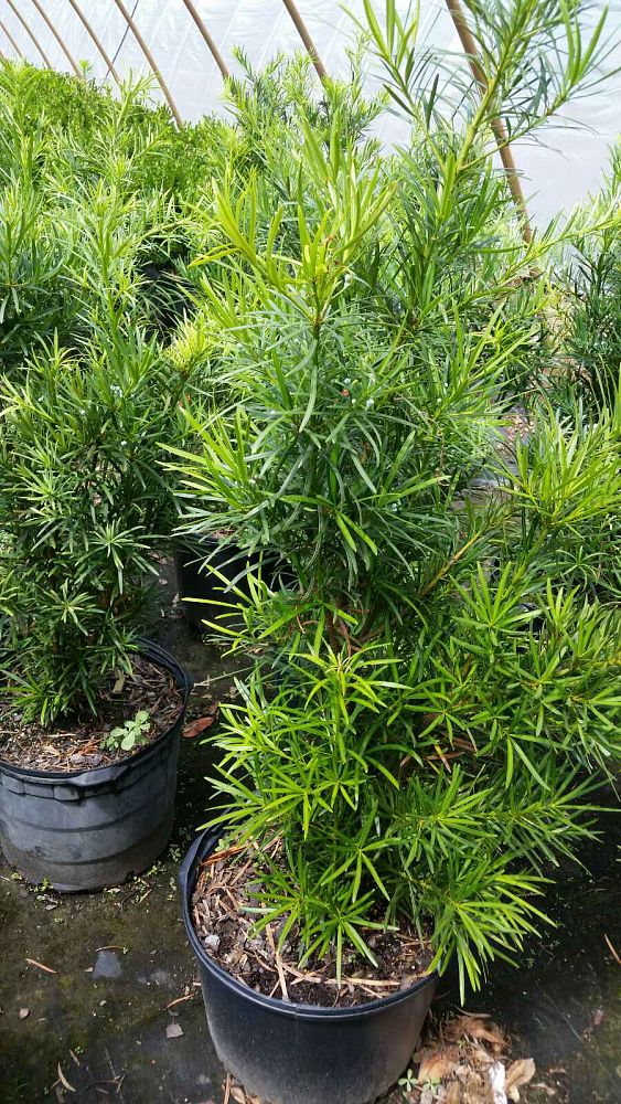 Podocarpus macrophyllus, Japanese Yew | PlantVine