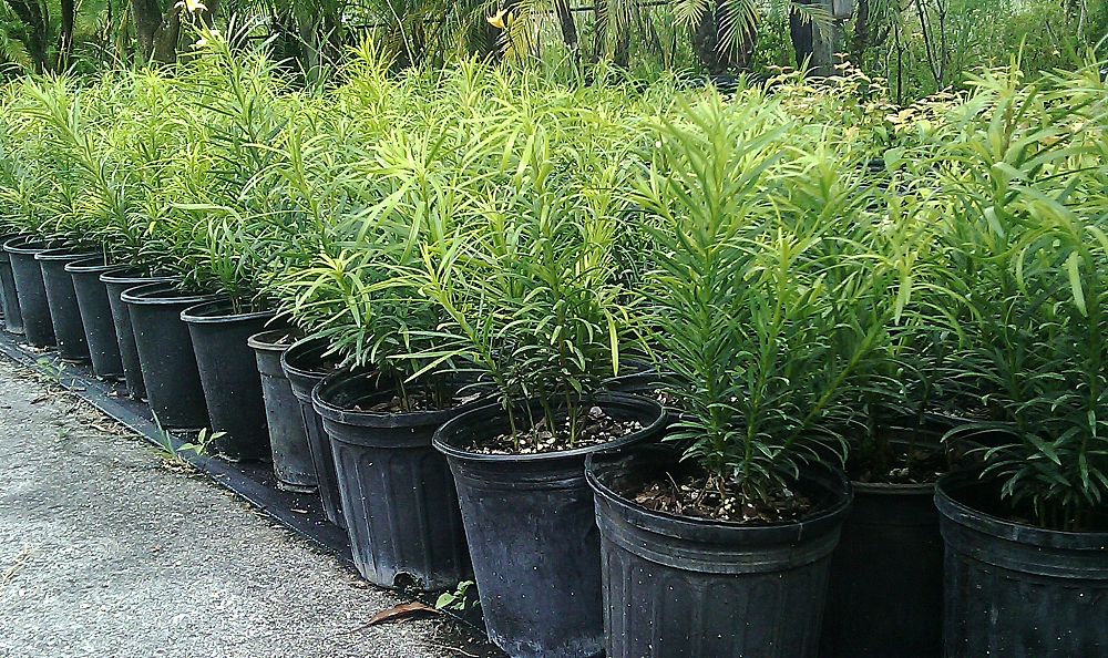 Podocarpus macrophyllus 'Maki', Japanese Yew | PlantVine