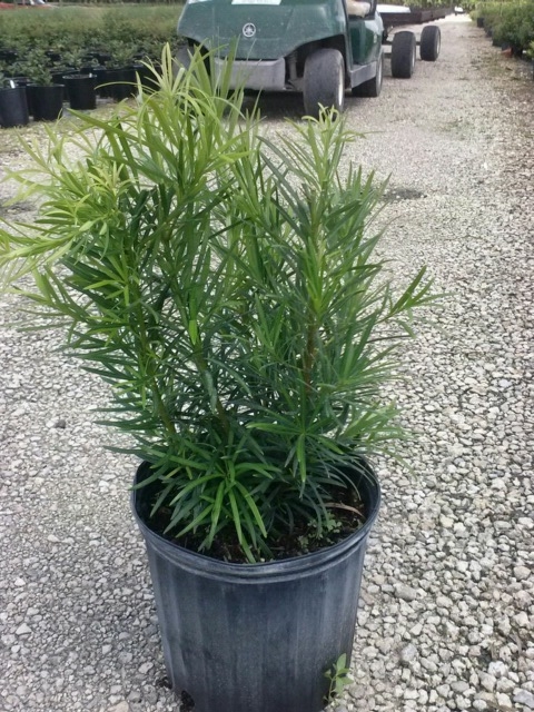 Podocarpus macrophyllus 'Maki', Japanese Yew | PlantVine