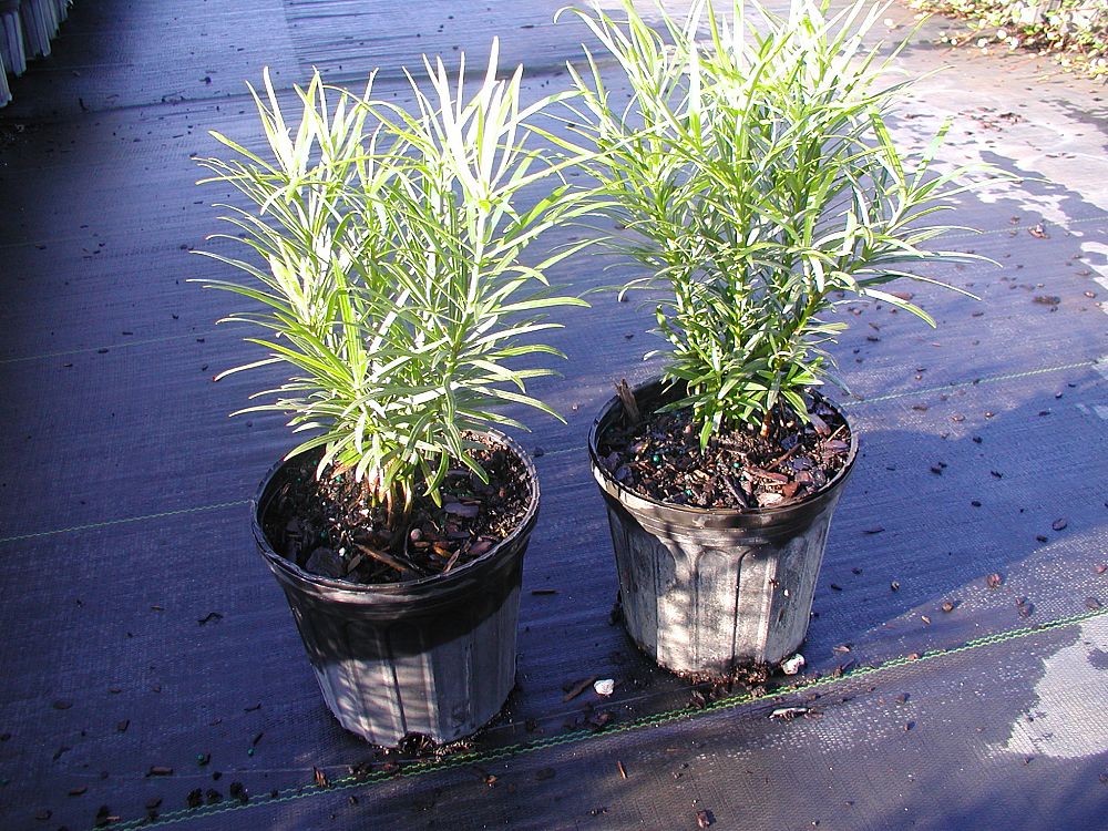 Podocarpus macrophyllus 'Maki', Japanese Yew | PlantVine