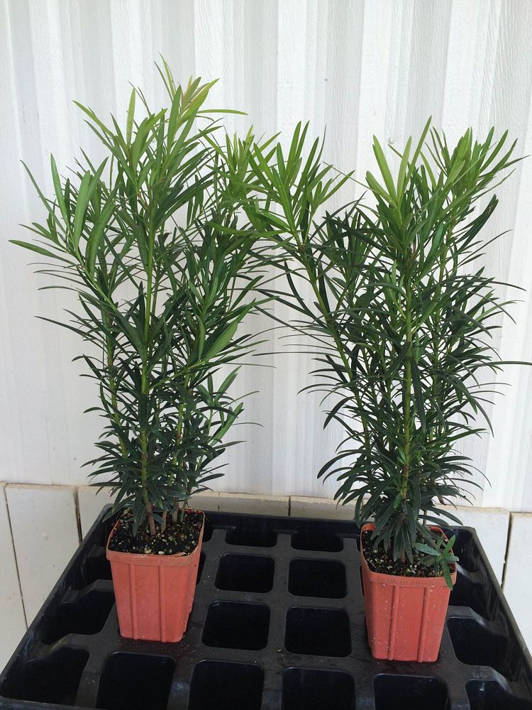 Podocarpus Japanese Yew