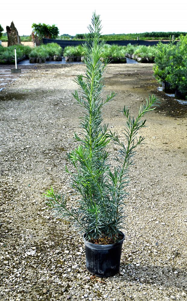Podocarpus macrophyllus 'Maki', Japanese Yew | PlantVine