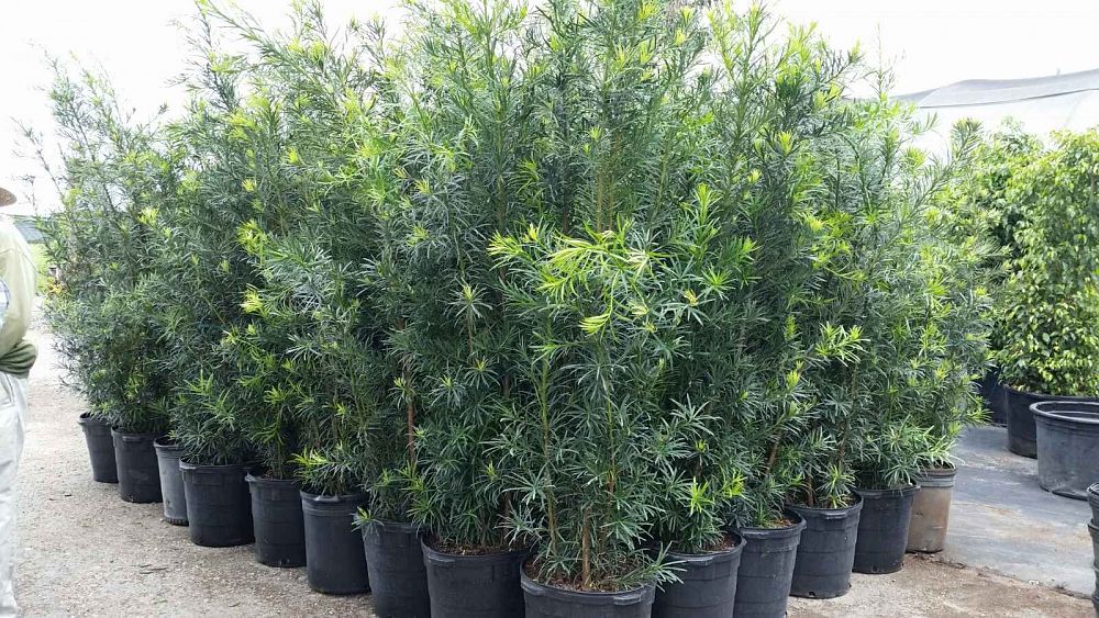 Podocarpus macrophyllus 'Maki', Japanese Yew | PlantVine