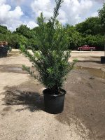 Podocarpus macrophyllus 'Maki', Japanese Yew | PlantVine