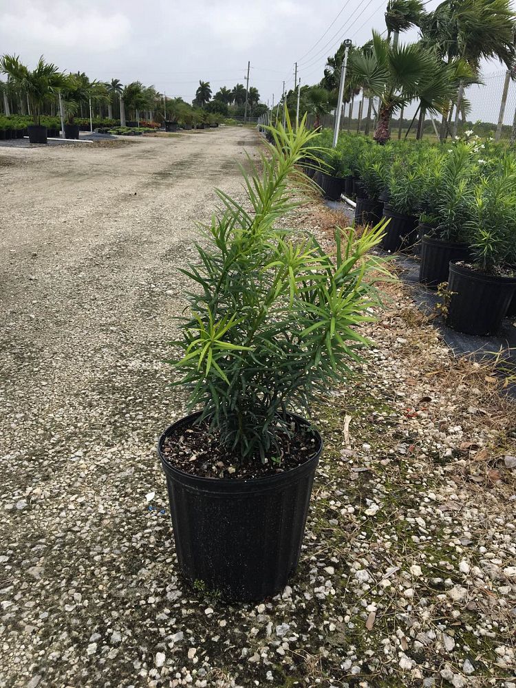 Podocarpus macrophyllus 'Maki', Japanese Yew | PlantVine