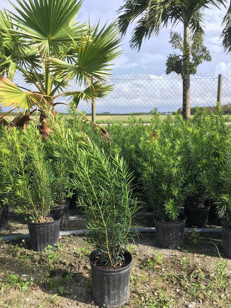 Podocarpus macrophyllus ‘Maki’, Japanese Yew | PlantVine