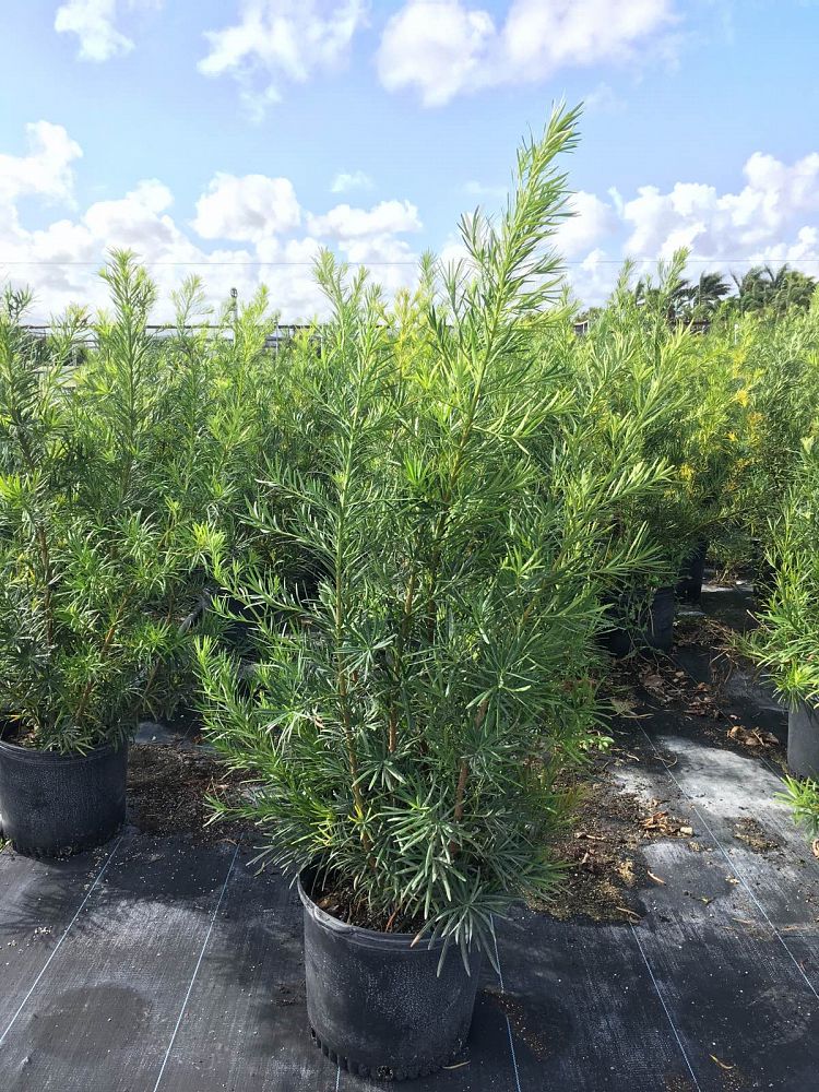 Podocarpus macrophyllus 'Maki', Japanese Yew | PlantVine