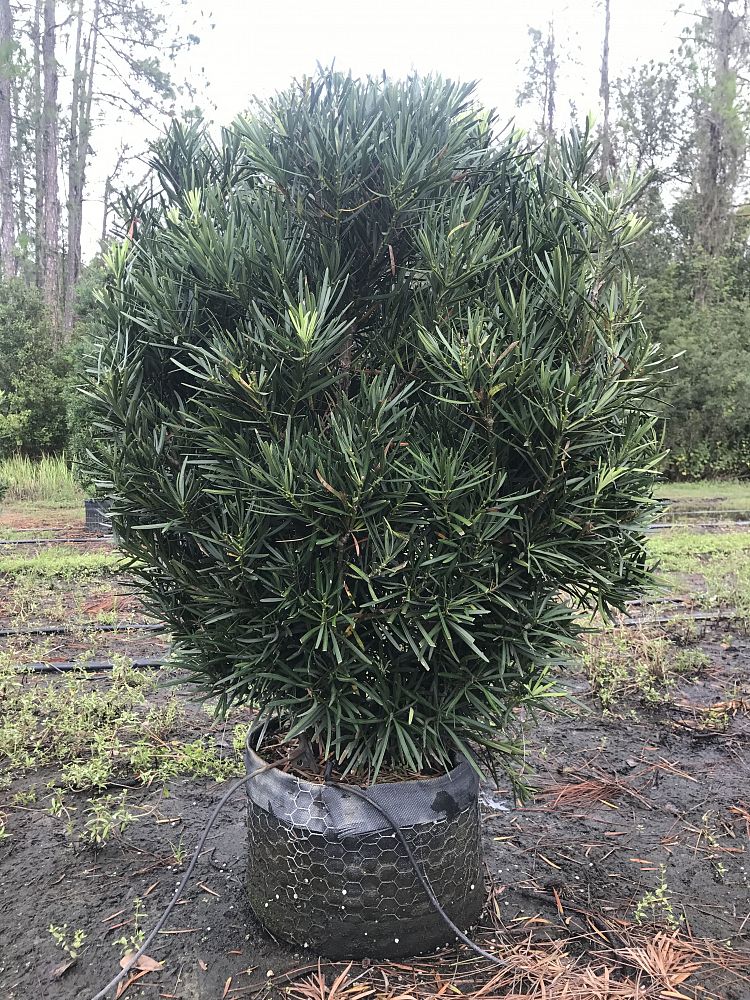 Podocarpus macrophyllus ‘Maki’, Japanese Yew | PlantVine