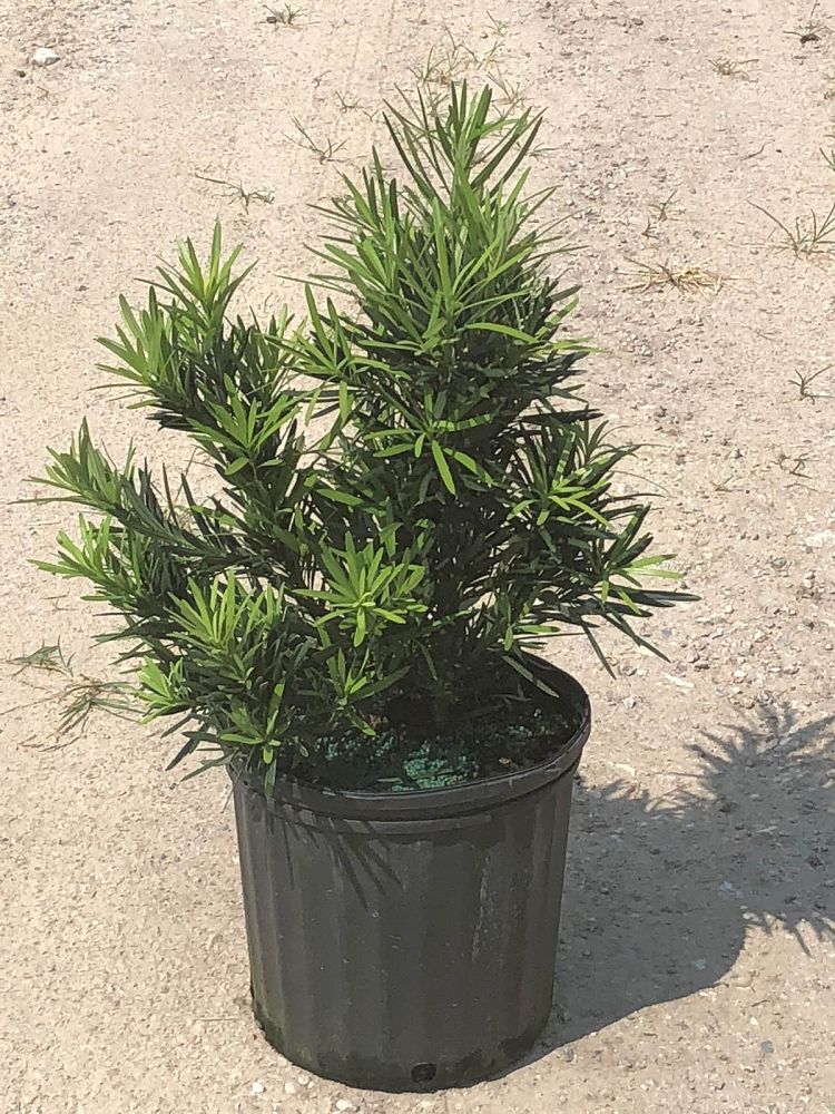 Buy Podocarpus macrophyllus 'Pringles', Japanese Yew | Free Shipping over $100